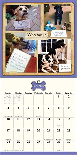 Dog Shaming 2023 Wall Calendar