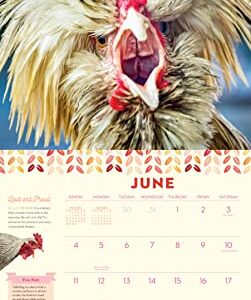 How to Speak Chicken Wall Calendar 2023: A Year of Chickens Doing What They Do & Saying What They Say