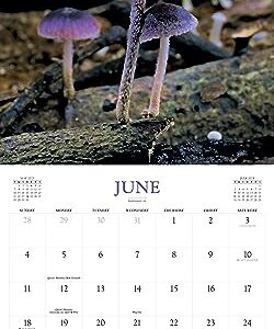 Fantastic Fungi Wall Calendar 2023: For Mycologists, Artists, Foodies, Ecologists, Doctors, and Explorers