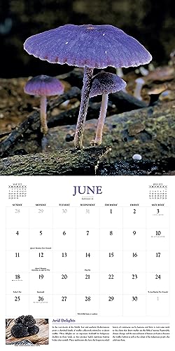 Fantastic Fungi Wall Calendar 2023: For Mycologists, Artists, Foodies, Ecologists, Doctors, and Explorers