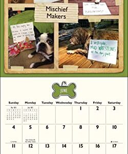 Dog Shaming 2023 Wall Calendar