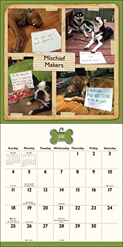 Dog Shaming 2023 Wall Calendar