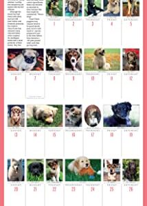 365 Puppies-A-Year Picture-A-Day Wall Calendar 2023: Absolutely Spilling Over With Puppies