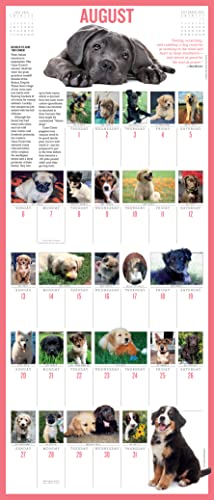 365 Puppies-A-Year Picture-A-Day Wall Calendar 2023: Absolutely Spilling Over With Puppies