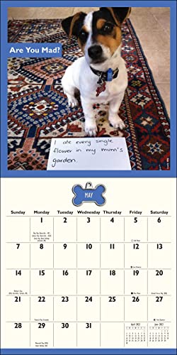 Dog Shaming 2023 Mini Wall Calendar