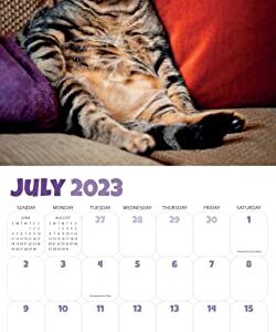 Chonkers Wall Calendar 2023: Irresistible Photos of Snozzy, Chonky Floofers Paired with Relaxation-Themed Quotes