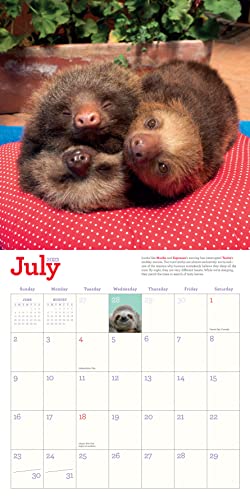 Original Sloths Wall Calendar 2023: The Ultimate Experts at Slowing Down