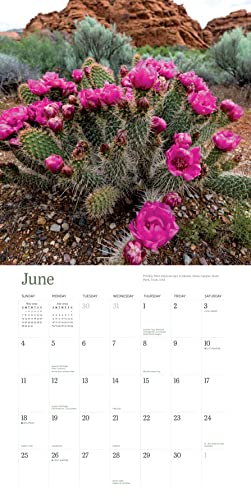 Audubon Desert Wildflowers Wall Calendar 2023: A Visual Delight for Nature Lovers and Gardeners Alike