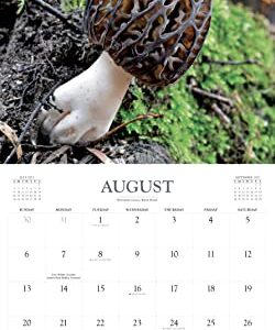 Fantastic Fungi Wall Calendar 2023: For Mycologists, Artists, Foodies, Ecologists, Doctors, and Explorers