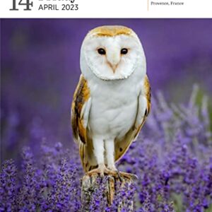 Audubon Birds Page-A-Day Gallery Calendar 2023: Hundreds of Birds, Expertly Captured by Top Nature Photographers