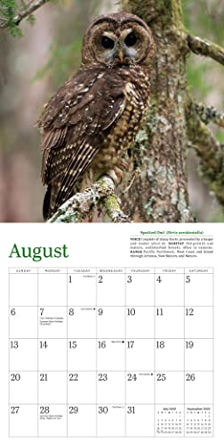 Audubon Little Owls Mini Wall Calendar 2023: A Year of Fluffy and Round Owls