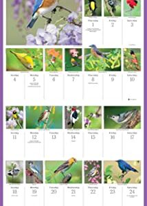 Audubon Songbirds and Other Backyard Birds Picture-A-Day Wall Calendar 2023: A Beautiful Bird Filled Way to Keep Track of 2023