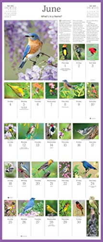 Audubon Songbirds and Other Backyard Birds Picture-A-Day Wall Calendar 2023: A Beautiful Bird Filled Way to Keep Track of 2023