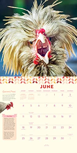 How to Speak Chicken Wall Calendar 2023: A Year of Chickens Doing What They Do & Saying What They Say