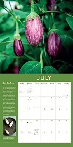 The Year-Round Vegetable Gardener Wall Calendar 2023: Expert Advice for Growing Your Own Food 365 Days a Year