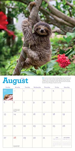 Original Sloths Wall Calendar 2023: The Ultimate Experts at Slowing Down