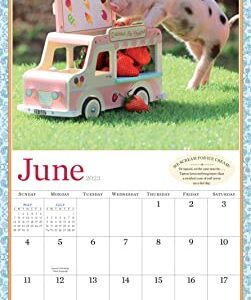 The Original Pocket Pigs Wall Calendar 2023: The Famous Teacup Pigs of Pennywell Farm