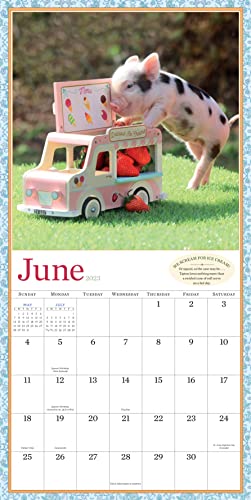 The Original Pocket Pigs Wall Calendar 2023: The Famous Teacup Pigs of Pennywell Farm