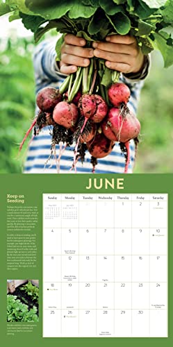 The Year-Round Vegetable Gardener Wall Calendar 2023: Expert Advice for Growing Your Own Food 365 Days a Year