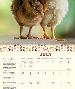 How to Speak Chicken Wall Calendar 2023: A Year of Chickens Doing What They Do & Saying What They Say