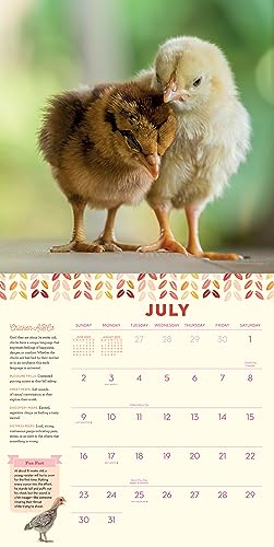 How to Speak Chicken Wall Calendar 2023: A Year of Chickens Doing What They Do & Saying What They Say