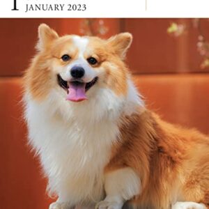 Dog Page-A-Day Gallery Calendar 2023: An Elegant Canine Celebration