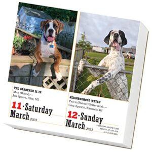 365 Dogs Page-A-Day Calendar 2023: The World's Favorite Dog Calendar