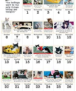 Bad Cat Wall Calendar 2023: Celebrating the Misfits of the Feline World