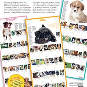 365 Puppies-A-Year Picture-A-Day Wall Calendar 2023: Absolutely Spilling Over With Puppies