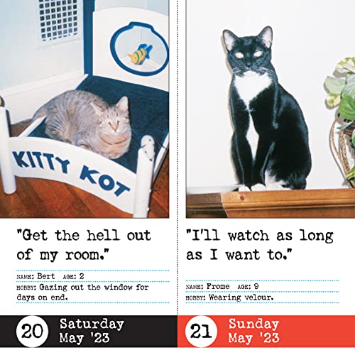 Bad Cat Page-A-Day Calendar 2023: 365 Not So-Pretty Kitties