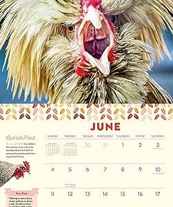 How to Speak Chicken Wall Calendar 2023: A Year of Chickens Doing What They Do & Saying What They Say