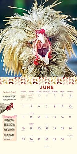 How to Speak Chicken Wall Calendar 2023: A Year of Chickens Doing What They Do & Saying What They Say