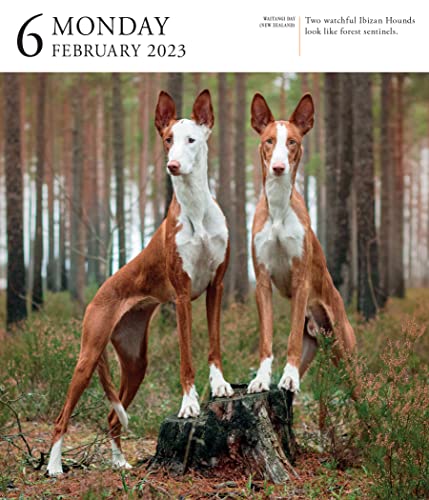 Dog Page-A-Day Gallery Calendar 2023: An Elegant Canine Celebration