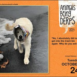 Animals Being Derps 2023 Day-to-Day Calendar: The Internet's Funniest Animals at Their Goofiest