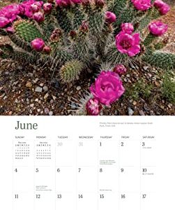 Audubon Desert Wildflowers Wall Calendar 2023: A Visual Delight for Nature Lovers and Gardeners Alike