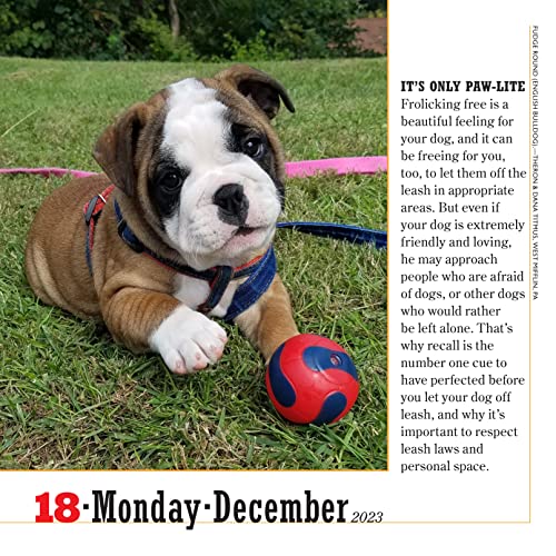 365 Dogs Page-A-Day Calendar 2023: The World's Favorite Dog Calendar