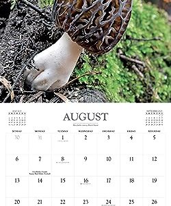 Fantastic Fungi Wall Calendar 2023: For Mycologists, Artists, Foodies, Ecologists, Doctors, and Explorers