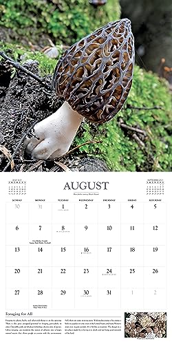 Fantastic Fungi Wall Calendar 2023: For Mycologists, Artists, Foodies, Ecologists, Doctors, and Explorers