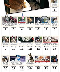 Bad Cat Wall Calendar 2023: Celebrating the Misfits of the Feline World