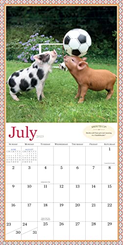 The Original Pocket Pigs Wall Calendar 2023: The Famous Teacup Pigs of Pennywell Farm