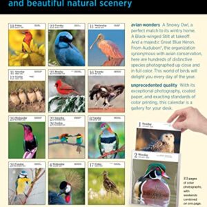 Audubon Birds Page-A-Day Gallery Calendar 2023: Hundreds of Birds, Expertly Captured by Top Nature Photographers