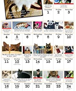 Bad Cat Wall Calendar 2023: Celebrating the Misfits of the Feline World