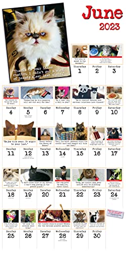 Bad Cat Wall Calendar 2023: Celebrating the Misfits of the Feline World