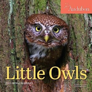 audubon little owls mini wall calendar 2023: a year of fluffy and round owls