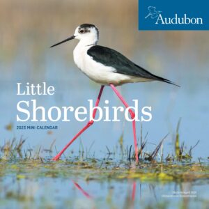 audubon little shorebirds mini wall calendar 2023: a tribute to the diversity of shorebirds and the fragile ecosystems they inhabit