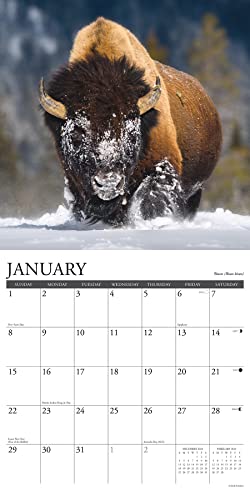 Rocky Mountain Wildlife 2023 Wall Calendar