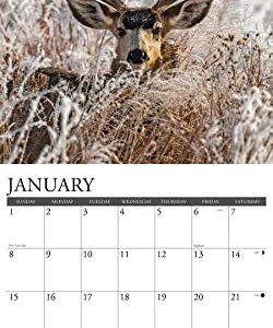 Mule Deer 2023 Wall Calendar