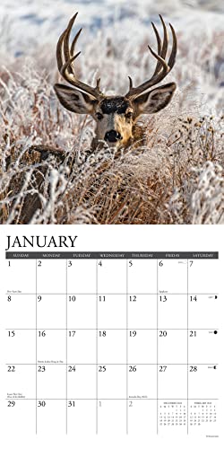 Mule Deer 2023 Wall Calendar