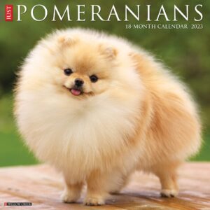 just pomeranians 2023 wall calendar