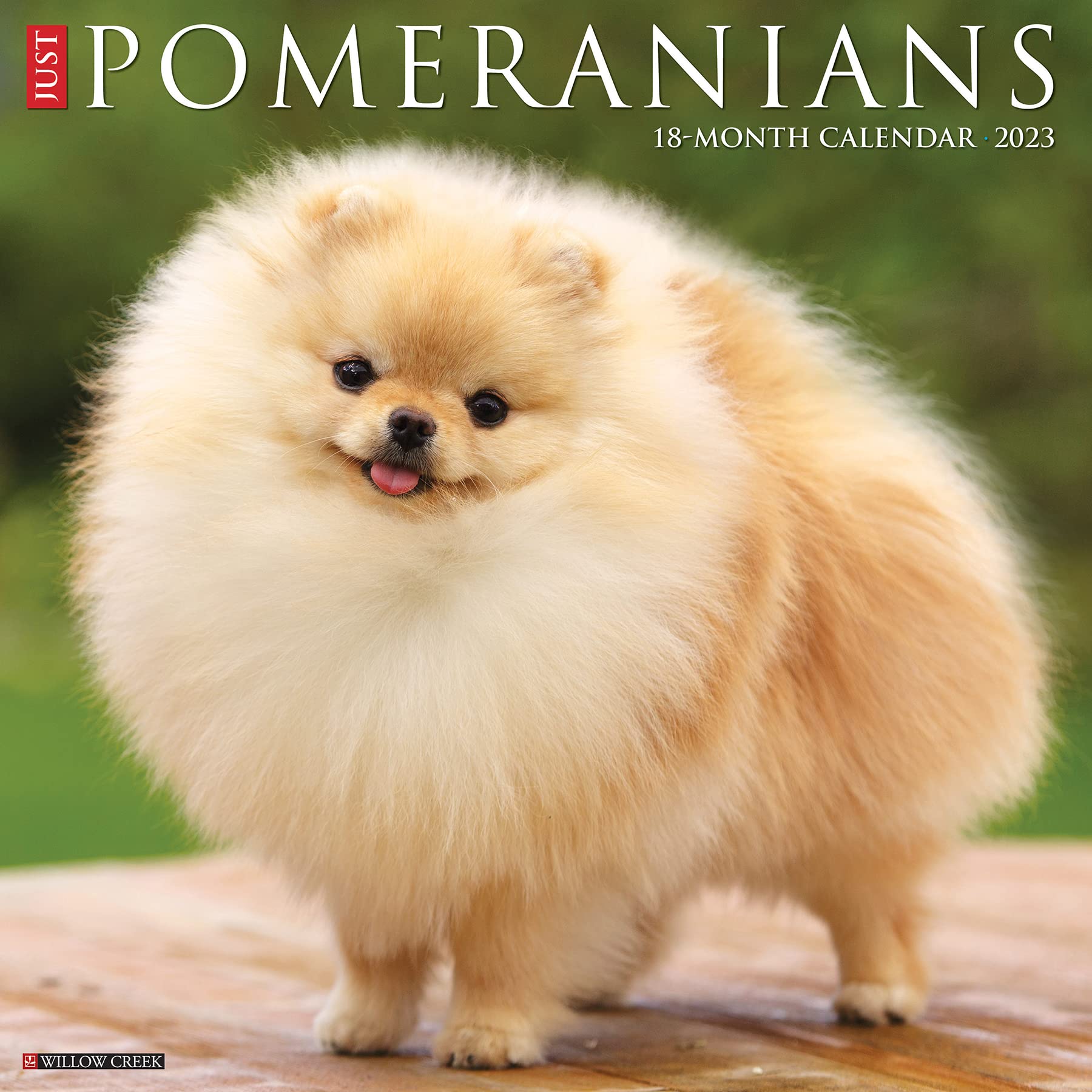 Just Pomeranians 2023 Wall Calendar